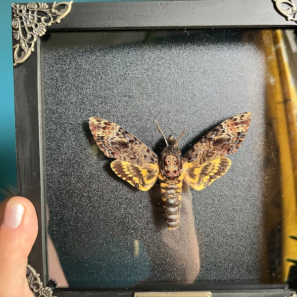 Real Framed Death Head Moth Acherontia Frame Dried Butterfly Skull Dead ...