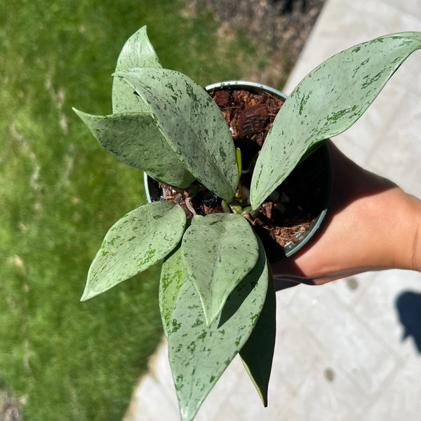 Hoya Pubicalyx ‘pink Silver Ghost’ - Etsy