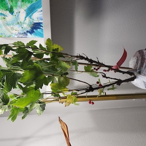 Champagne Pink Currant 1 Gallon Potted 2-3' Tall - Etsy