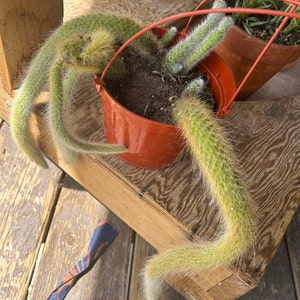 6 Inch Pot String of Burrow Tails easy Care Succulent - Etsy