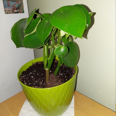 Peperomia Polybotrya Peperomia Raindrop Live Plant Rare - Etsy