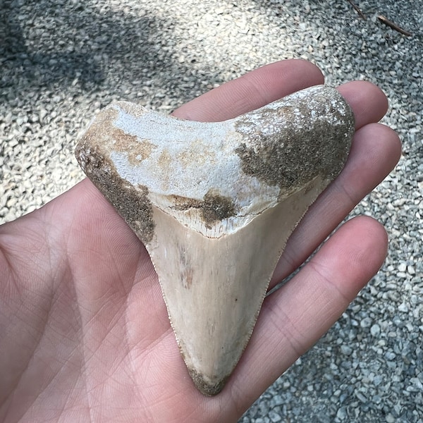 RARE Fossil Mosasaur Radius Alabama Dinosaur Bones Cretaceous Age - Etsy