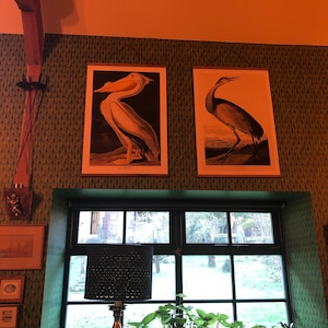 Pink Flamingo Vintage Art Print Birds of America Decor | Etsy