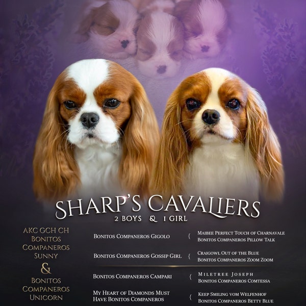 CUSTOM Graphic Design for Breeders | Stud Dog | Planned Litter ...