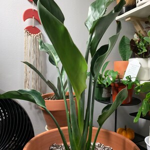 Variegated Tri Color Ginger Tropical Plant Red Green White - Etsy