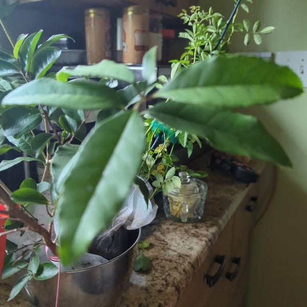 Daruma Dwarf Loropetalum ( Chinese Fringe ) - Live Plant - ( 1 QT ) - Etsy