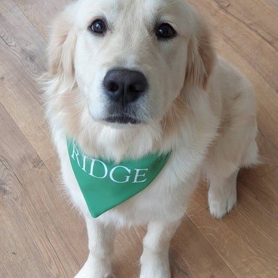 I Am Groot Guardians of the Galaxy Personalised Over the Collar Style ...