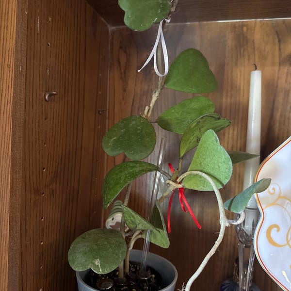 Hoya Mindorensis red Flowers - Etsy