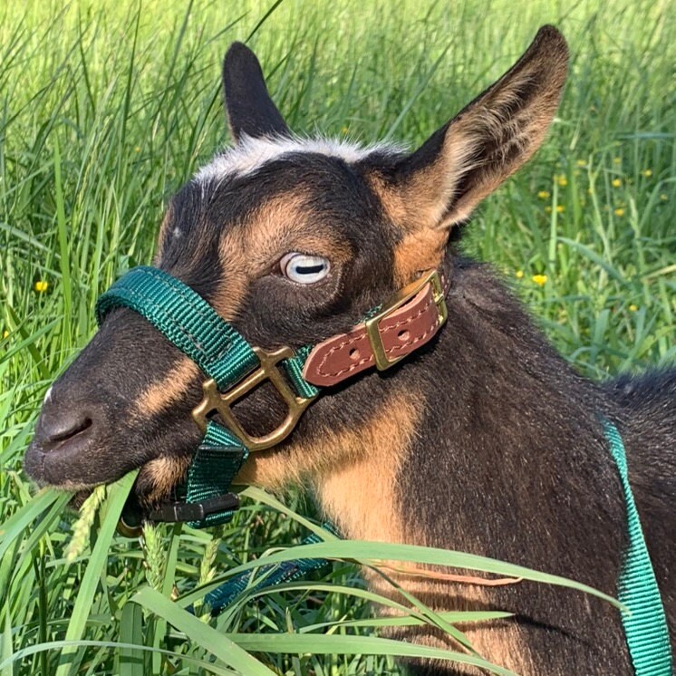 adjustable goat halter w/ nylon chin strap and 8' lead rope