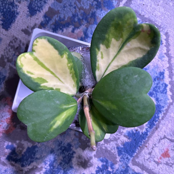 Peperomia Piper Parmatum Live Plant | Peperomia Plant Starters | Pet ...