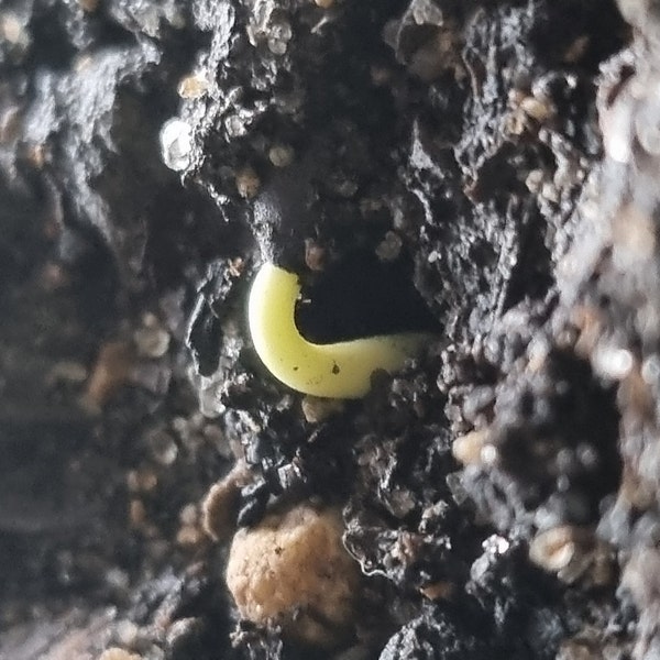 Texas Ebony, Native Texas Tree Seeds and Seedlings: Ebenopsis Ebano ...