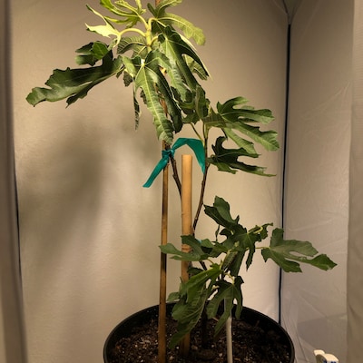 Red Grapefruit Tree, 3ft Tall, Grafted Tree .. No Shipping Ca - Etsy