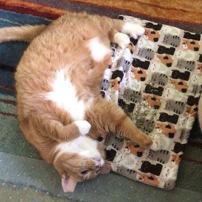 Catnip Cat Mat, Cat Mat for Pet Carrier, Cat Mat, Organic Catnip Play ...