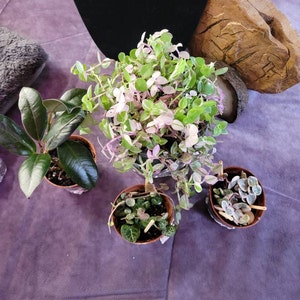 Rubber Tree Plant, Ficus Elastica, Black Prince, Rubber Fig, Rubber ...