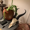 African Male Springbok Skull and Horns Faux Replica Taxidermy Skulls ...