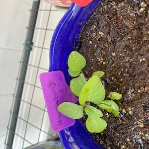 Billy Button Seeds, Craspedia, Billy Balls, Craspedia Globosa CD0150 - Etsy