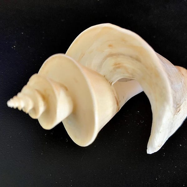 Extra Large Giant Clam Shell MATCHING PAIR Very Very Rare Unique Real ...