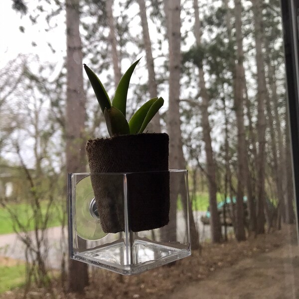 Suction Cup Window Planter -2 Inch Cube Style- Planter That Attaches to ...