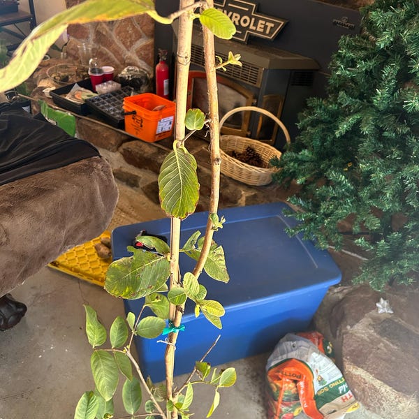 Flanders Fig Live Plant 2ft Tall Ship in 6 Pot - Etsy