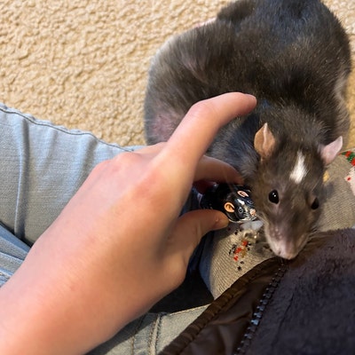 Rat Birthday Card Two Rats Enjoying a Birthday Cake and Party Rat ...