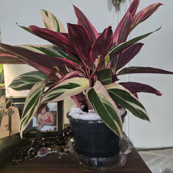 Marcus Pumpkin Avocado Tree , “cold Hardy” Grafted in 3 Gallons Pot, No ...