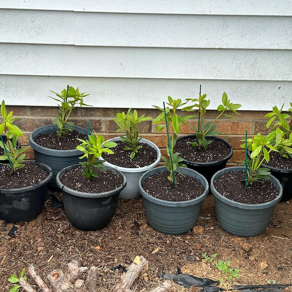 Catawba Red Grape, Live Potted Plant, 1-2 Years Old. - Etsy