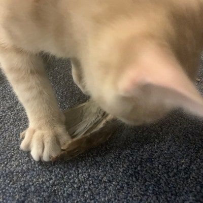 Dried Quail Wings4 for Crafts & Cats - Etsy