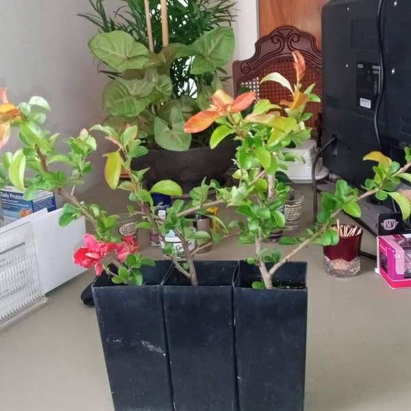 Chaenomeles Speciosa “spitfire” Flowering Quince Flowering Shrubs ...