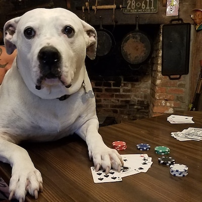 Modified Hoxsey With or Without Boneset - Etsy