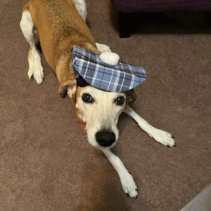 Balmoral Bonnet Dog Hat, Dog Hat, Caubeen Dog Hat, Dog Cap, Dog Bonnet ...