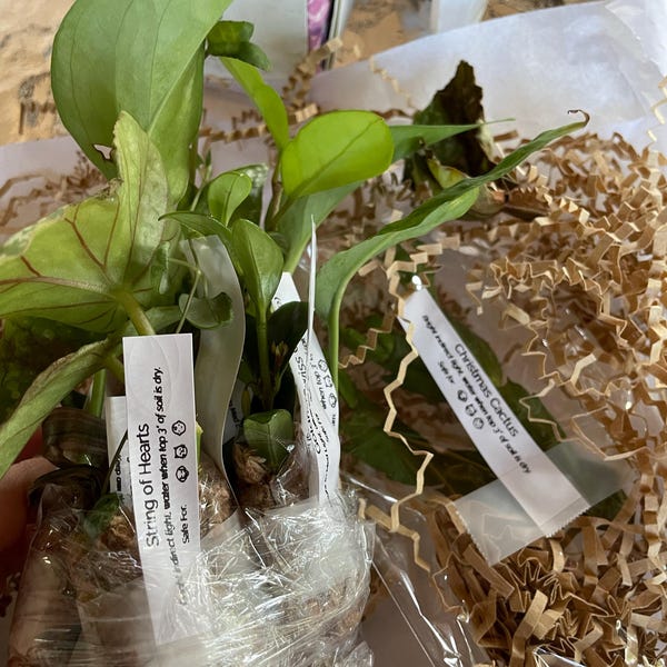 Tradescantia Plant Cuttings Mystert Box Bundle 2 Cuttings of Three ...