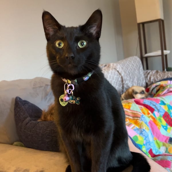 Cat Bells - Standard Round Jingle Bells - Cat Collar Bells - Glitter ...