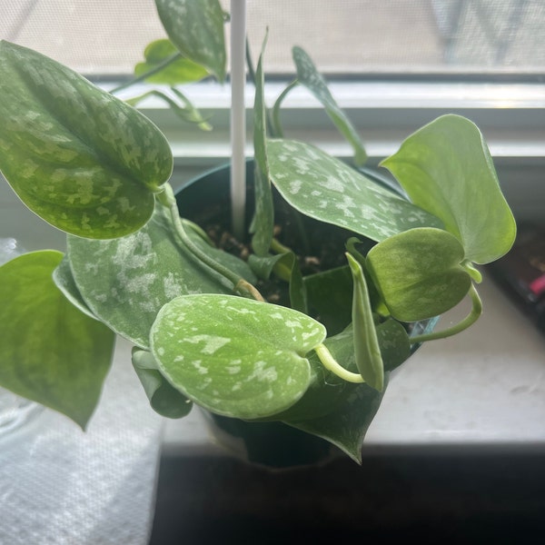 Rare Monstera Peru Green Galaxy Philodendron Monstera Karstenianum ...