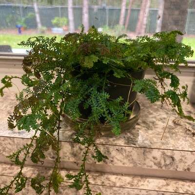 6 Foxtail asparagus Meyeri Fern Live Plant - Etsy