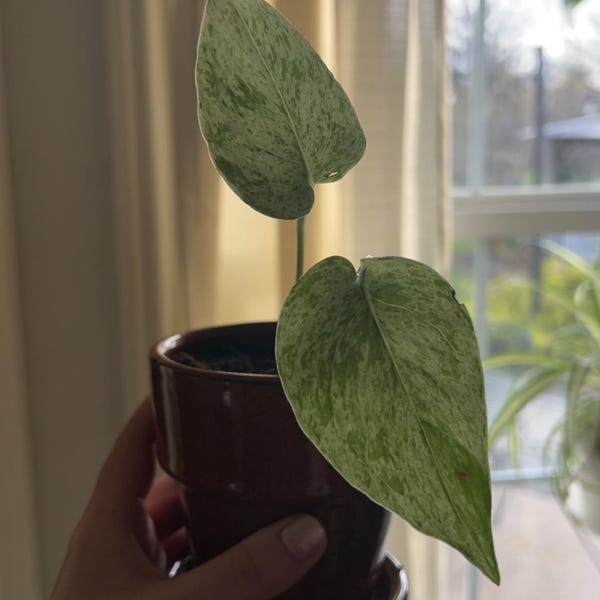 Pothos Kit - Ready to Grow Pothos - Pothos Variety Pack - 2 Leaf/2 Node ...