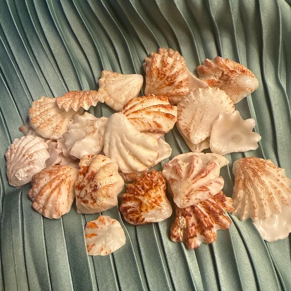 Shark's Eye Moon Eye Small/medium Shells (10) From Southwest Florida ...