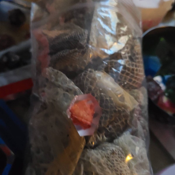 Large Assorted Snake Shed Skin Boa Constrictor - Etsy
