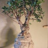 Bonsai Chinese Pepper Tree Zanthoxylum Beecheyanum - Etsy Canada