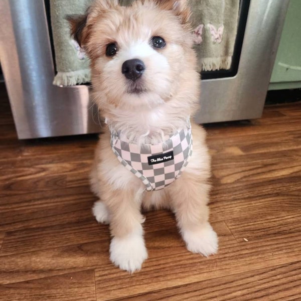 Checkered Dog Harness Sage Green Retro Puppy Harness XS to Large Cute ...