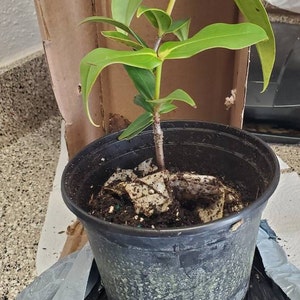 Variegated Mini Jade Bonsai Start Portulacaria Afra Grown in an 8 Pot ...