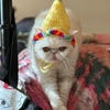 Crochet Watermelon Cat Hat Cat Clothing Cat Accessories Cat Costumes ...