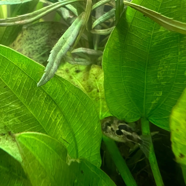 Marble Queen Radican Sword Plant (echinodorus Sp.) - BUY3GET1FREE ...