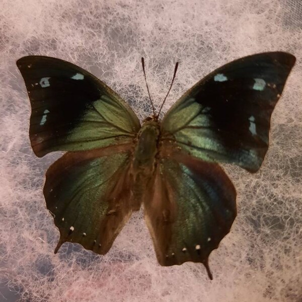 Blue Leafwing Butterfly, Anaea Xenocles, Spread for Your Project or ...