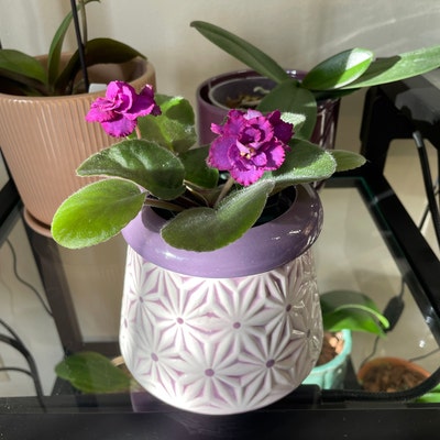 African Violet Pot for Leaf Propagating, Itty Bitty Pot, Indoor Planter ...
