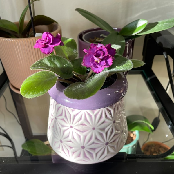 African Violet Pot - 4" Standard Violet Pot - Self Watering Pot ...