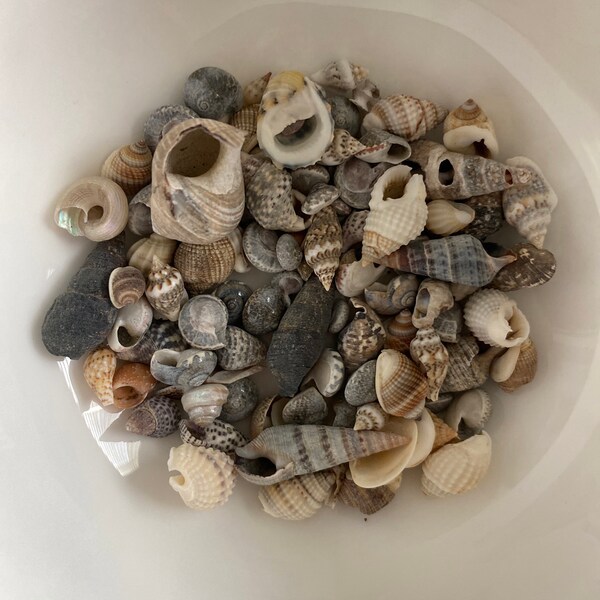 Shell Mix-1/4"-1" Tiny/small Shell Mix-craft Seashells-small Seashells ...