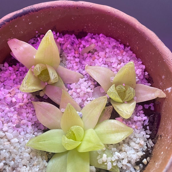Rare Succulents - Haworthia Golden Obtusa Mini, Live Plant - Etsy
