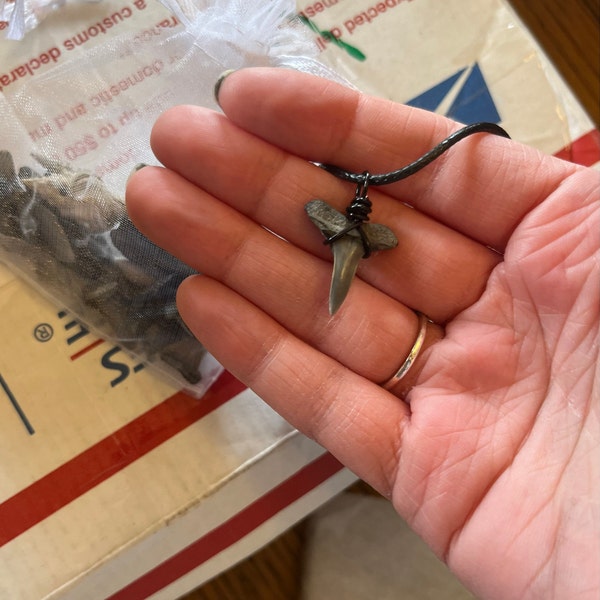 Small Megalodon Tooth Pendant Florida - Etsy