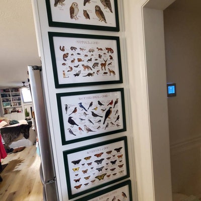 Hummingbirds of North America Birds Field Guide Art Print / - Etsy