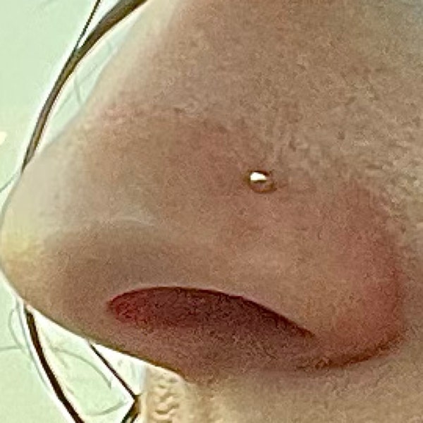 Dainty Solid 14K Gold Nose Ball Stud Screw End, 23 Gauge 14kt Gold Ball ...